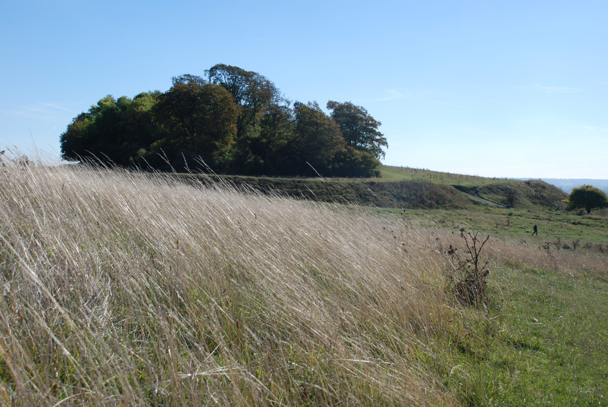 Wittenham Clumps - North Wessex Downs National Landscape