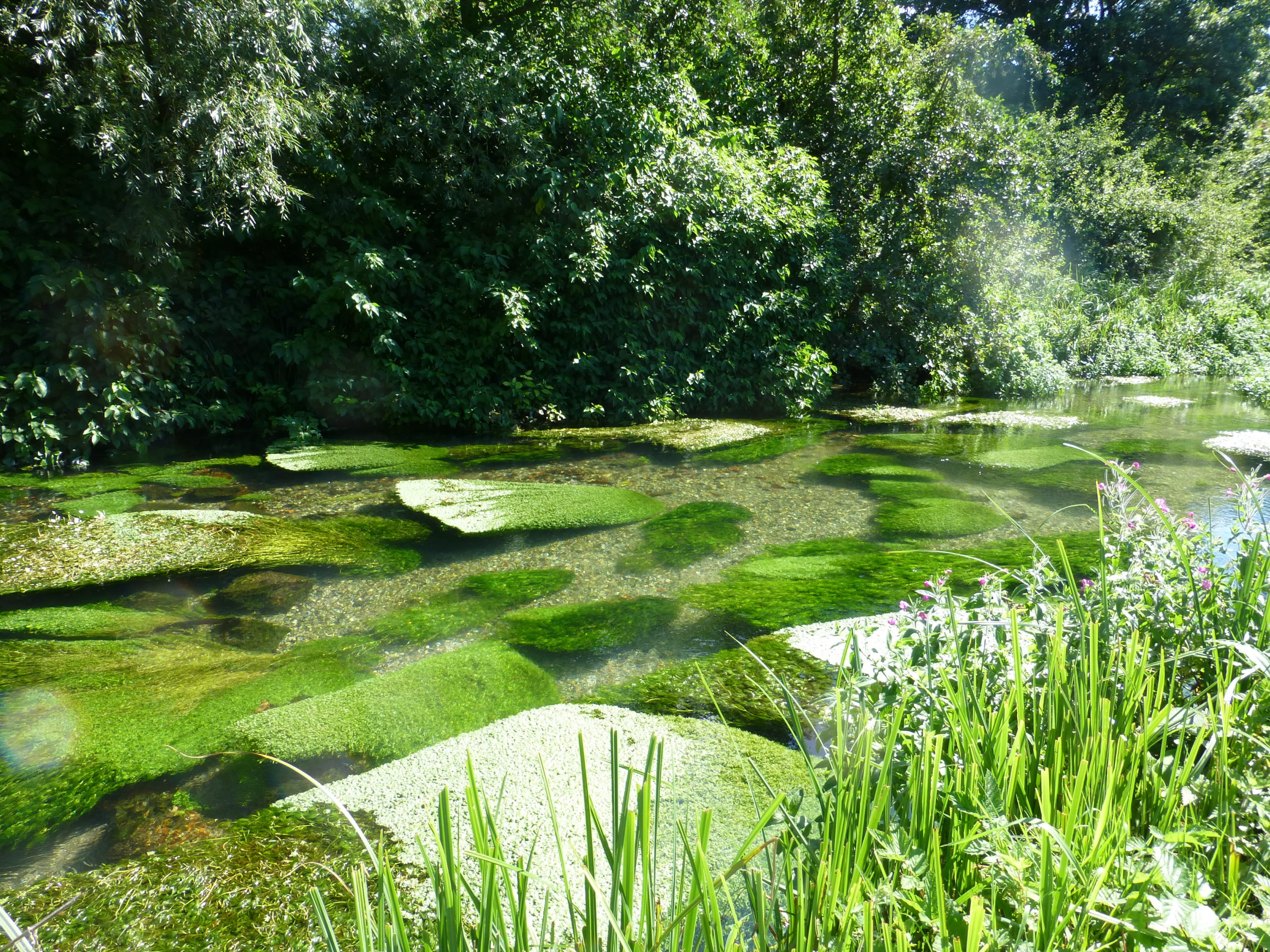 Chalk Streams - North Wessex Downs AONB