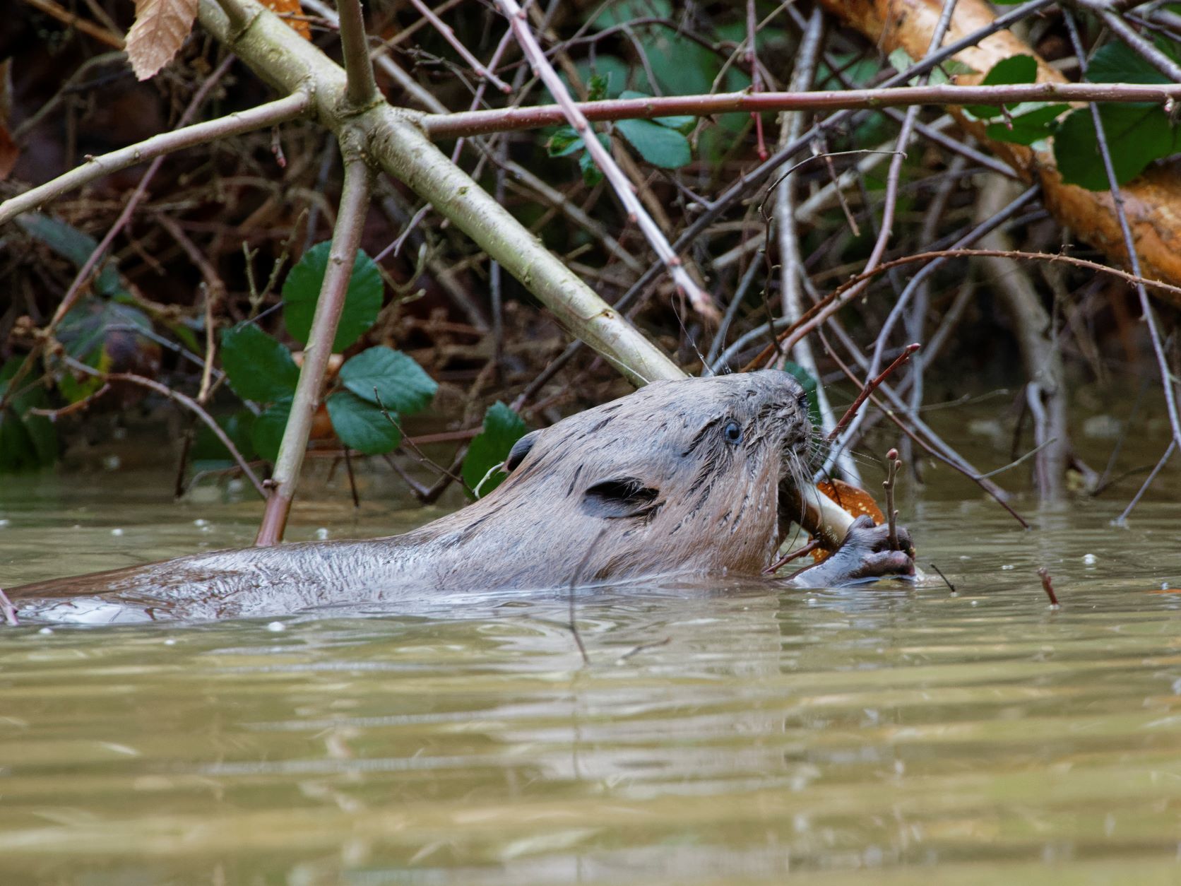 Beavers are reintroduced to Hampshire after 400 years with support from ...