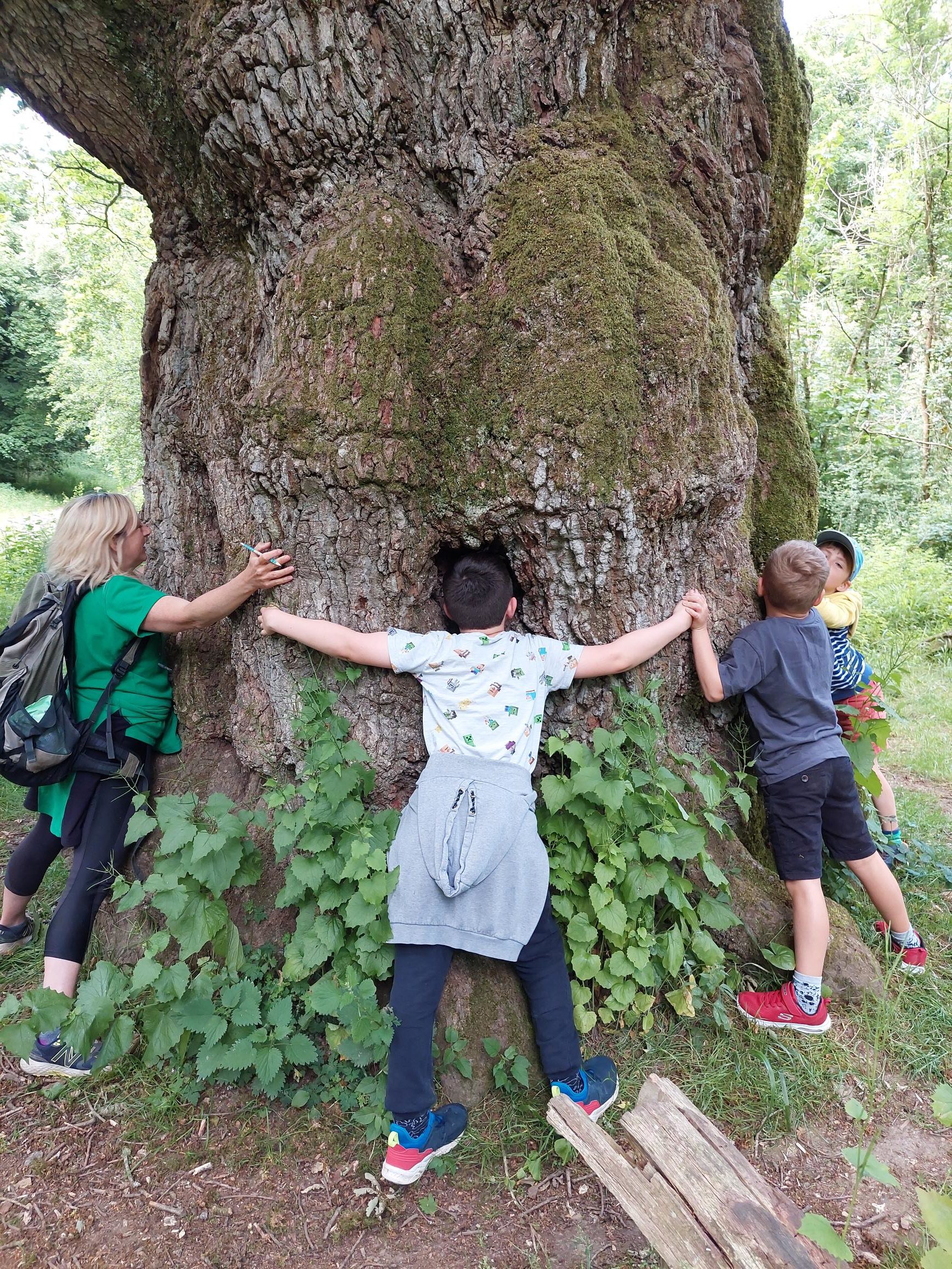 Savernake Forest family walk - North Wessex Downs National Landscape